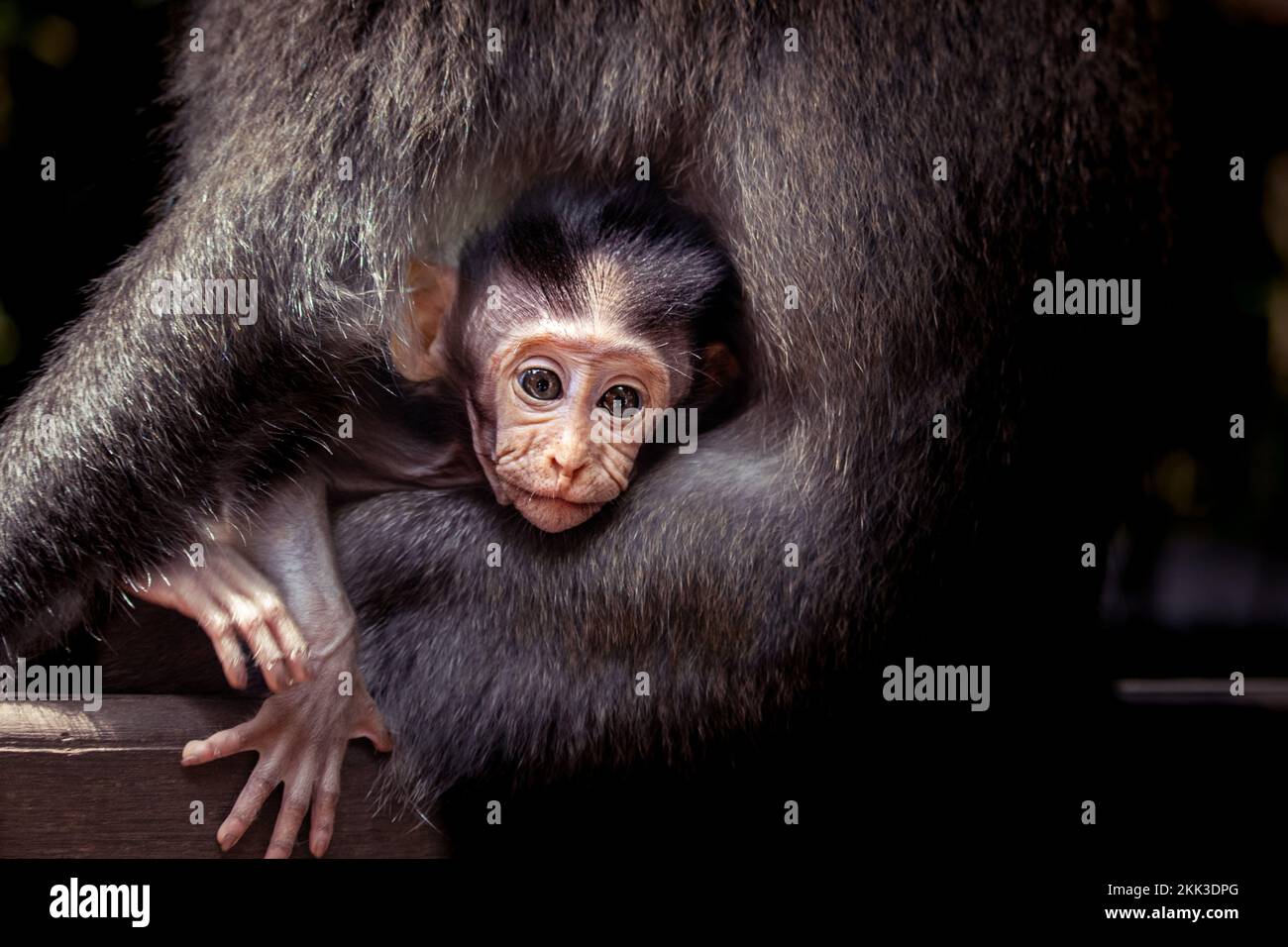 The Macaque Monkeys at the Monkey Forest in Ubud, Bali Stock Photo - Alamy The Macaque Monkeys at the Monkey Forest in Ubud, Bali Stock Photo - Alamy
