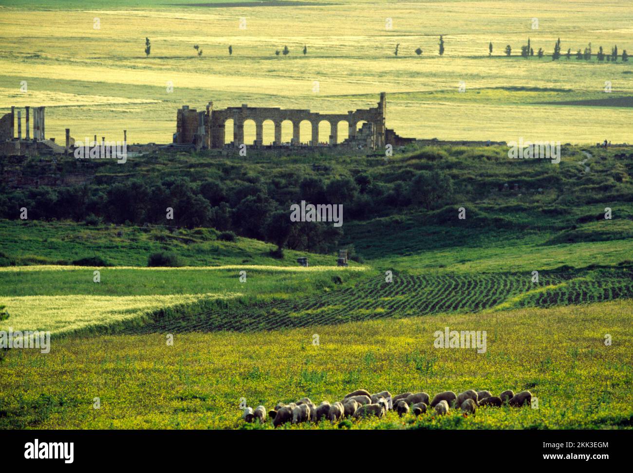 Volubilis Morocco Roman Ruins and Herd of Sheep Grazing Stock Photo - Alamy