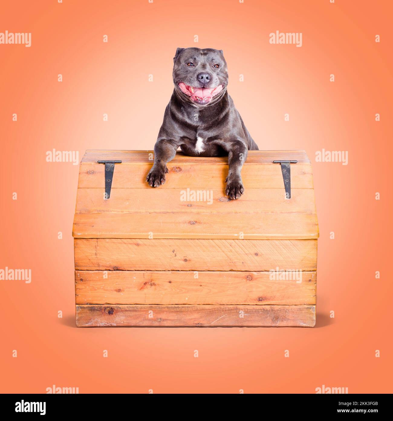 Grinning staffordshire bull terrier hi-res stock photography and images ...