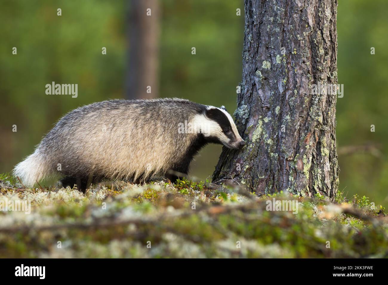 European badger sniffing mossed tree in forest in summer Stock Photo ...