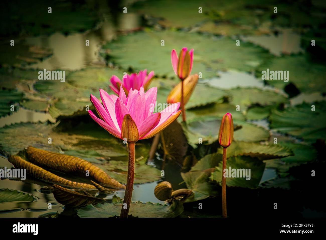 Indonesian Lily Pads Stock Photo - Alamy