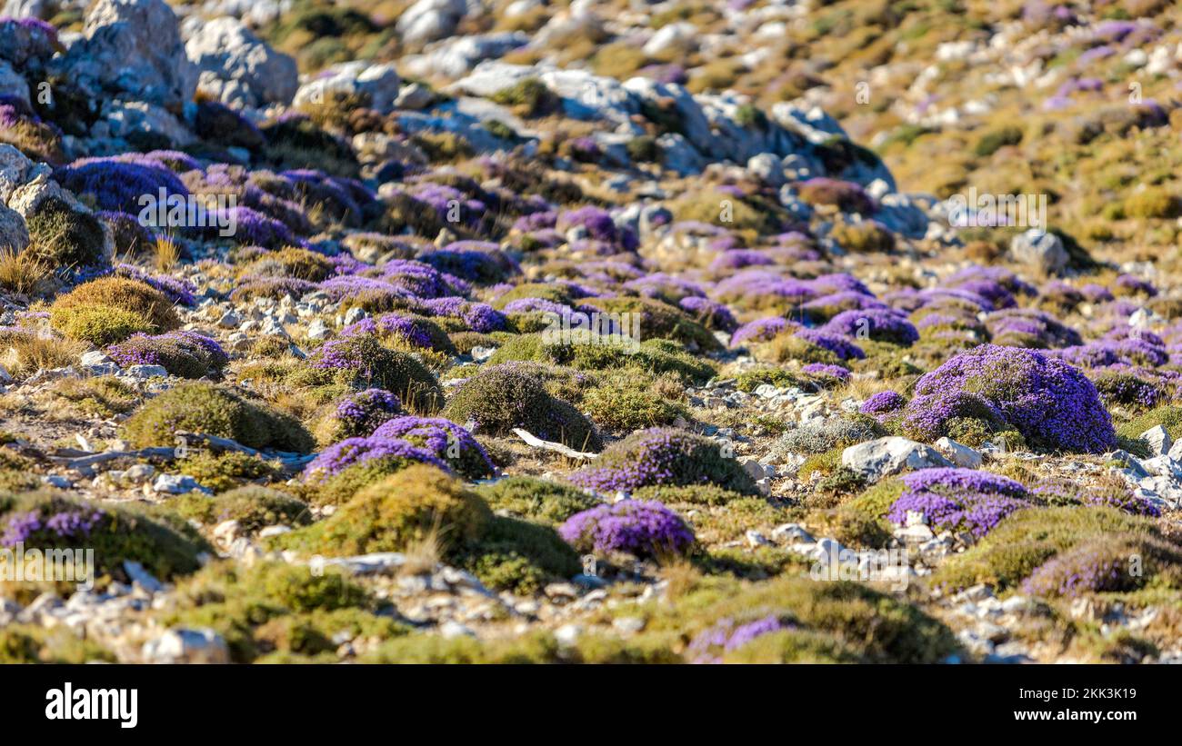 Blooming thyme in the mountains Crete, Greece. Thymus capitatus, woody ...