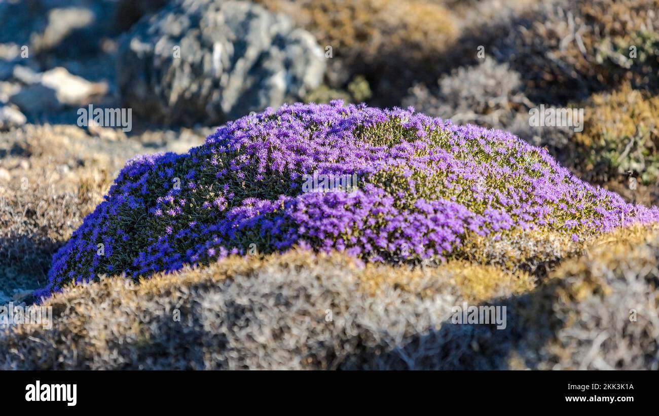 Blooming thyme in the mountains Crete, Greece. Thymus capitatus, woody ...