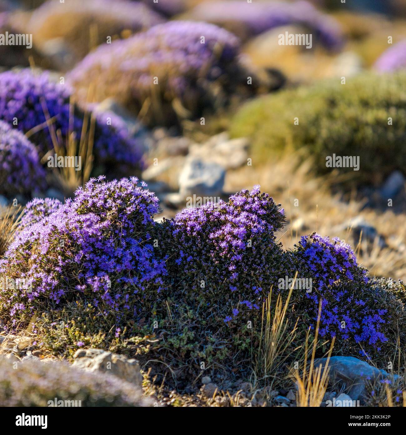 Blooming thyme in the mountains Crete, Greece. Thymus capitatus, woody ...
