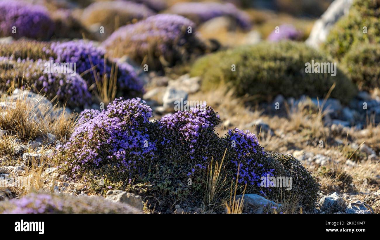Blooming thyme in the mountains Crete, Greece. Thymus capitatus, woody ...