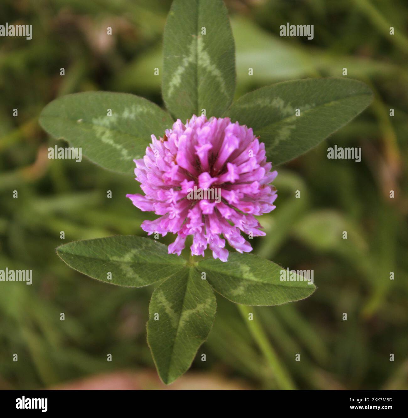 A closeup of a red clover in a field Stock Photo - Alamy