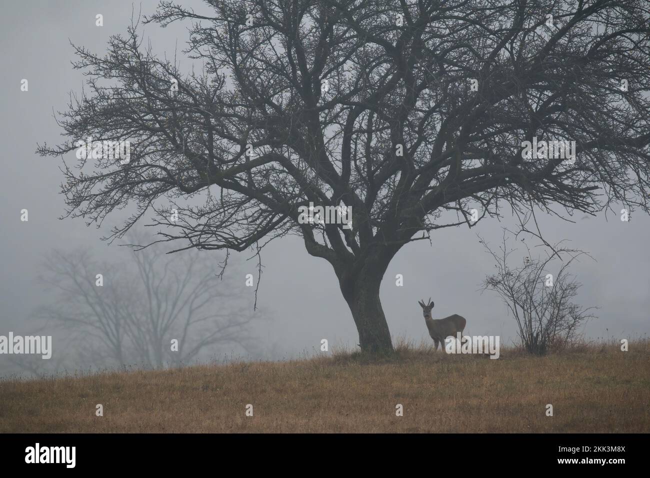 Deer under tree hi-res stock photography and images - Alamy