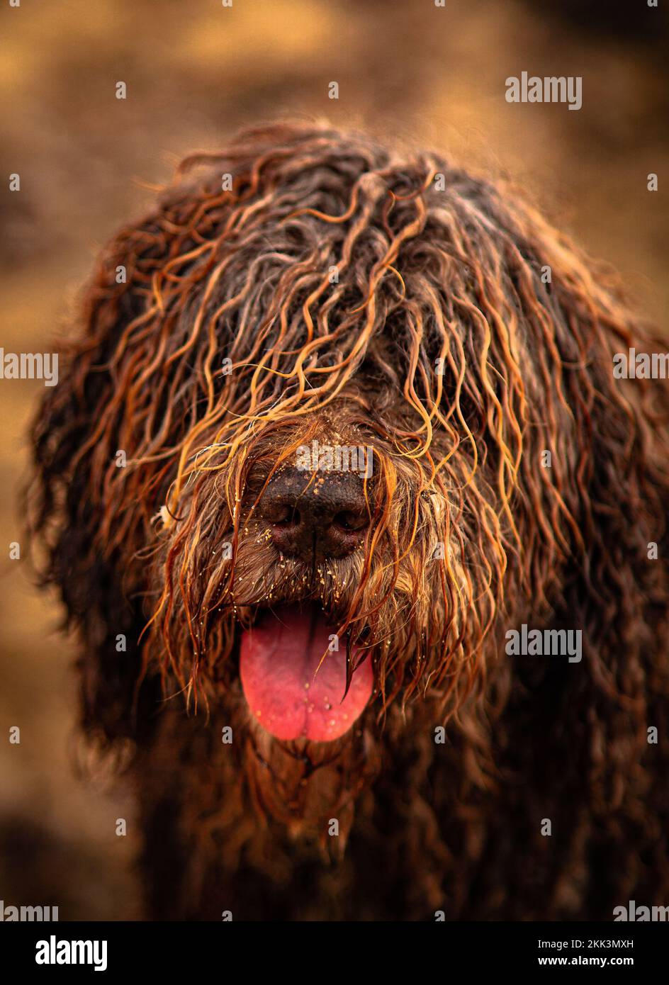 Dog breed mallorca hi-res stock photography and images - Alamy