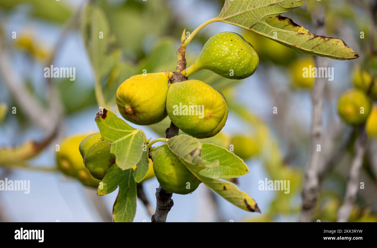 Green ripe figs ready to harvest on a fig tree branch against blue sky ...