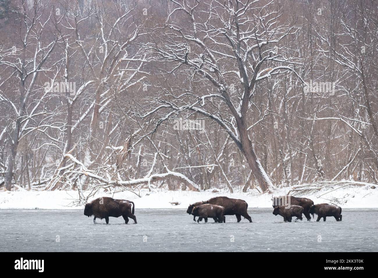 Many european bison walking through water in winter Stock Photo - Alamy