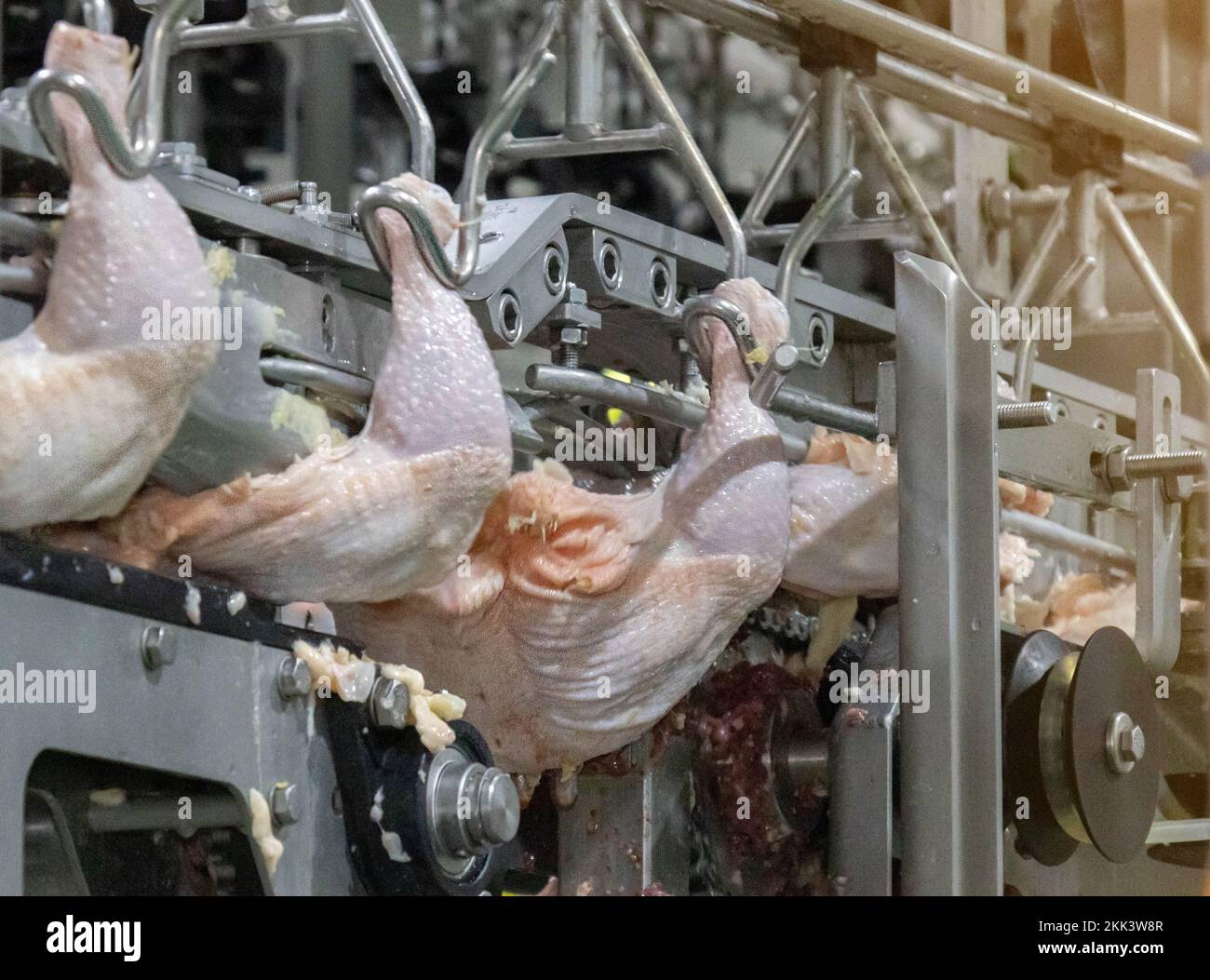 A half whole chicken to automatic cutting leg quarter in meat process ...