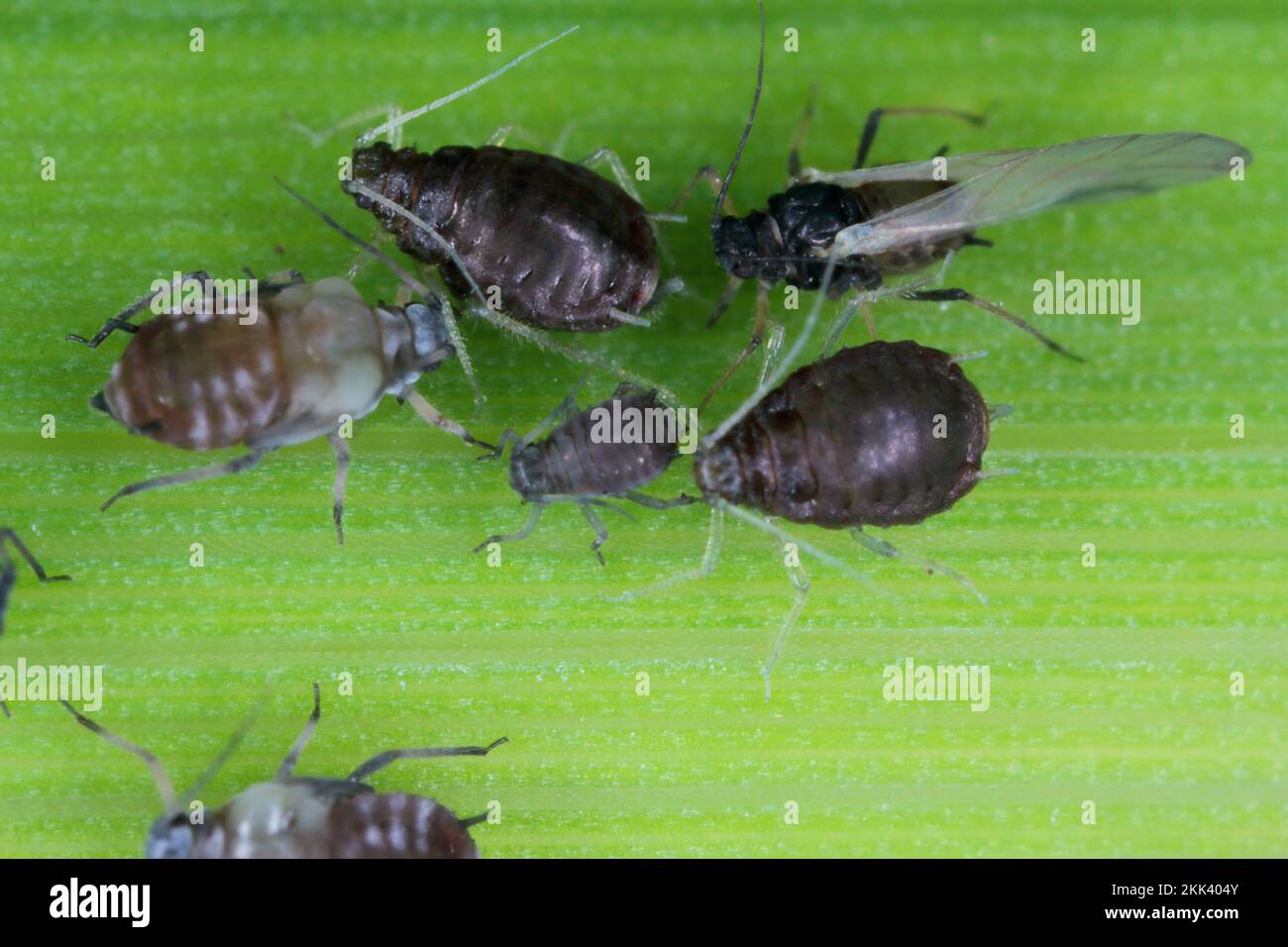 The black bean aphid (Aphis fabae) is a member of the order Hemiptera ...