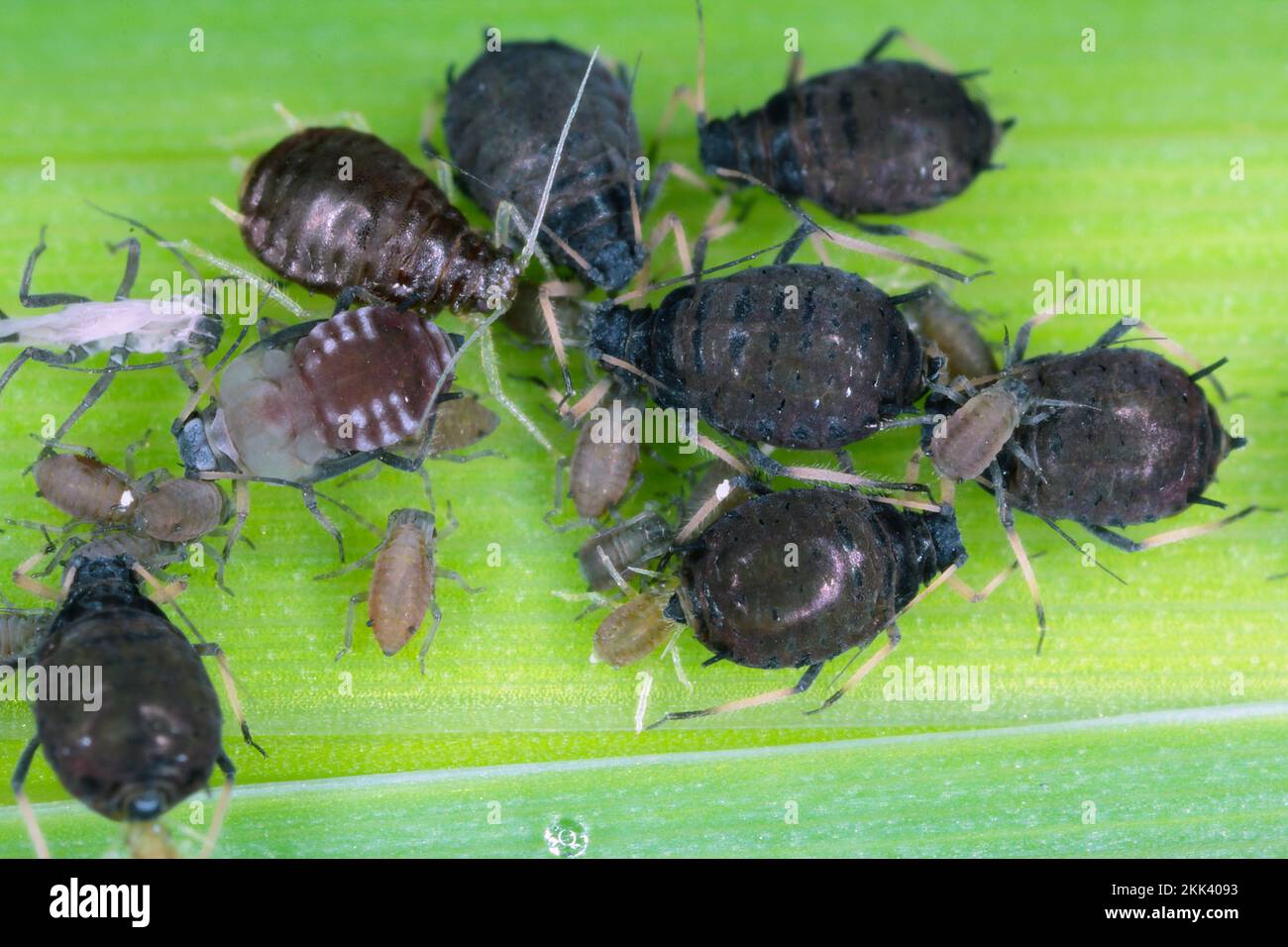 The black bean aphid (Aphis fabae) is a member of the order Hemiptera ...