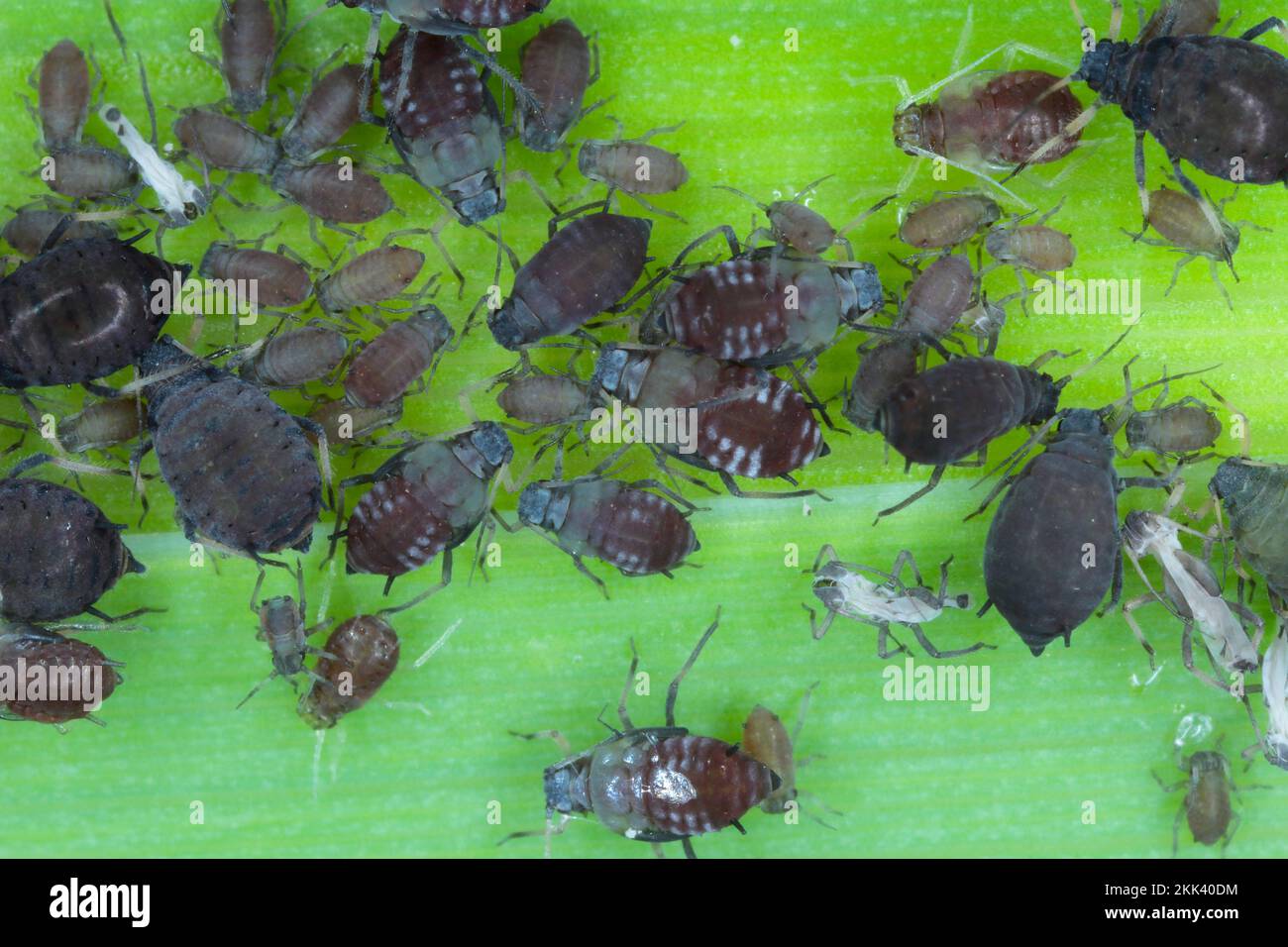 The black bean aphid (Aphis fabae) is a member of the order Hemiptera ...