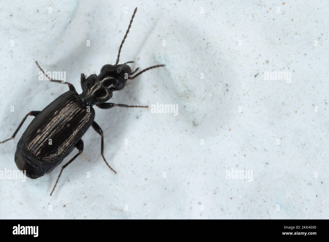 A tiny beetle of the family Carabidae (Ground beetles) on the wall of a ...