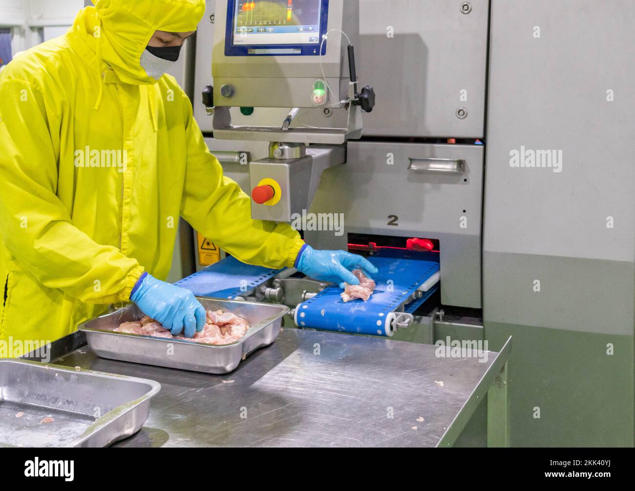 Worker paste chicken meat on conveyor belt to automatic cutting meat ...
