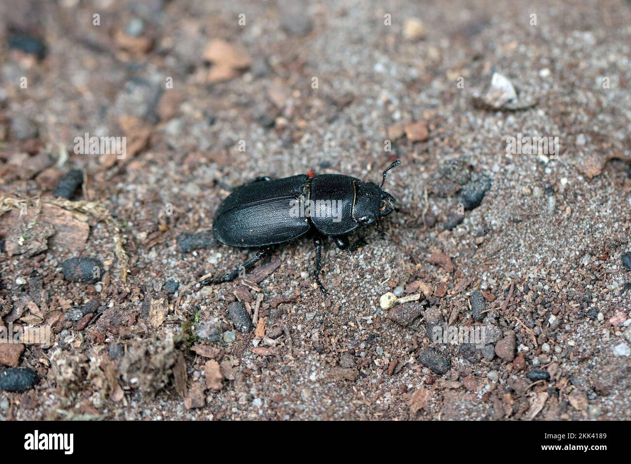 Lesser stag beetle Dorcus parallelipipedus Lucanidae Stock Photo - Alamy