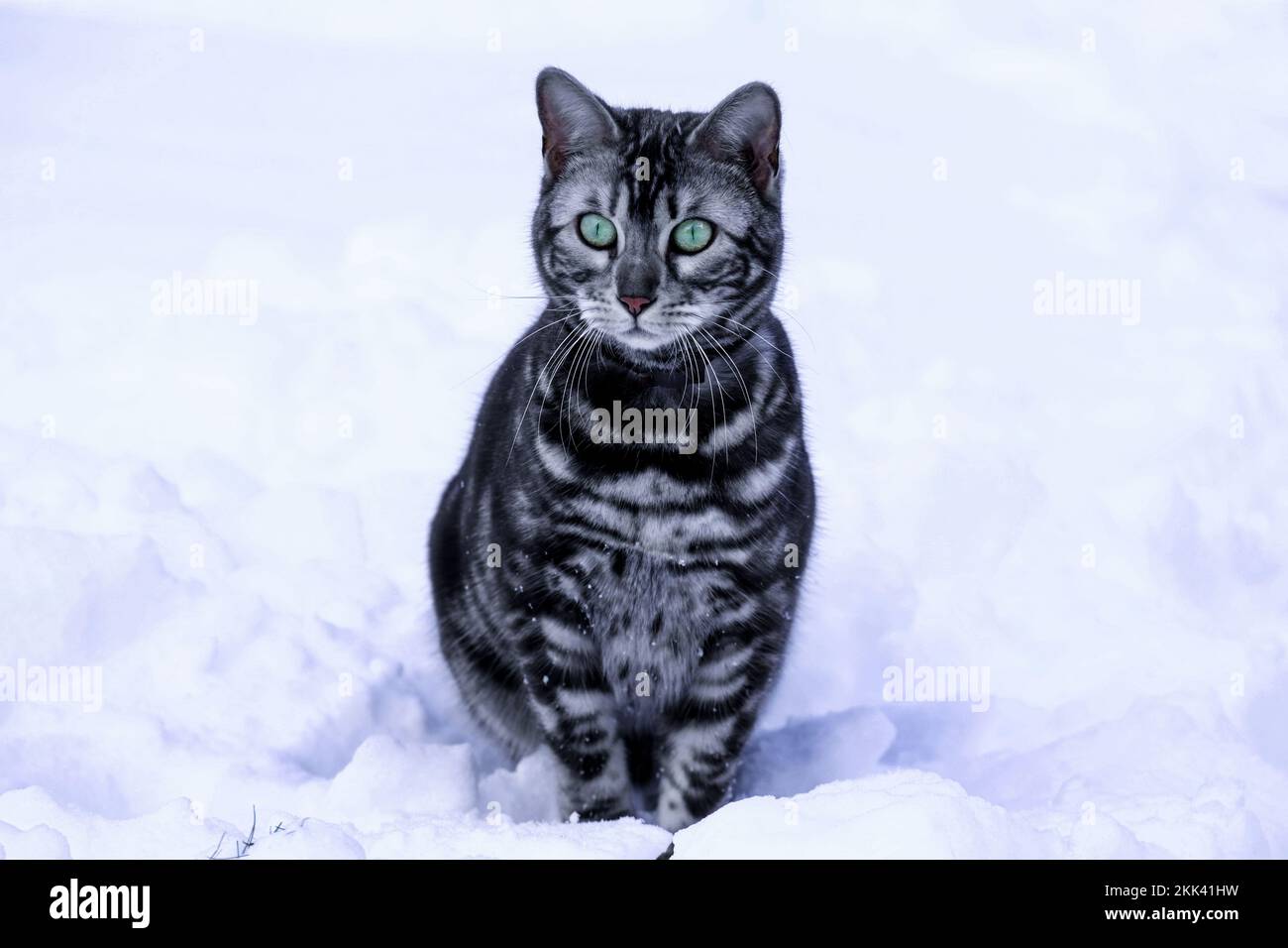 Katze konzentration hi-res stock photography and images - Alamy