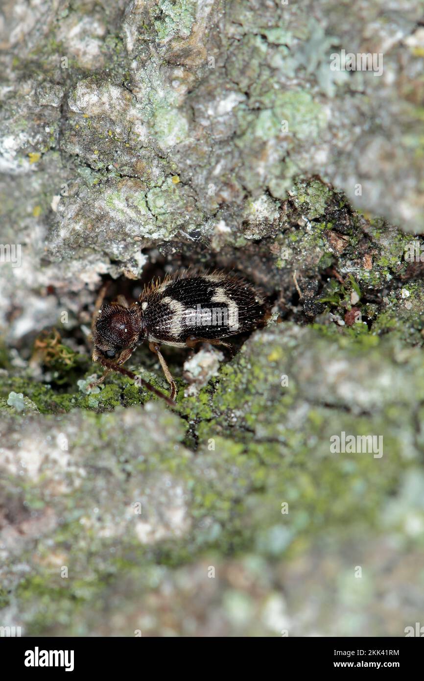 White-marbled spider beetle, white-marked spider beetle (Ptinus fur ...