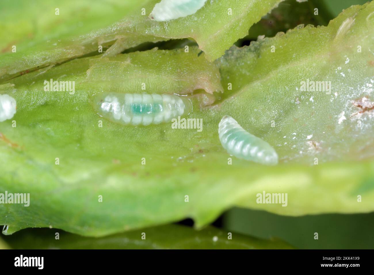 Dasineura fraxini gall fly maggot, larvae in ash, Fraxinus leaf Stock ...