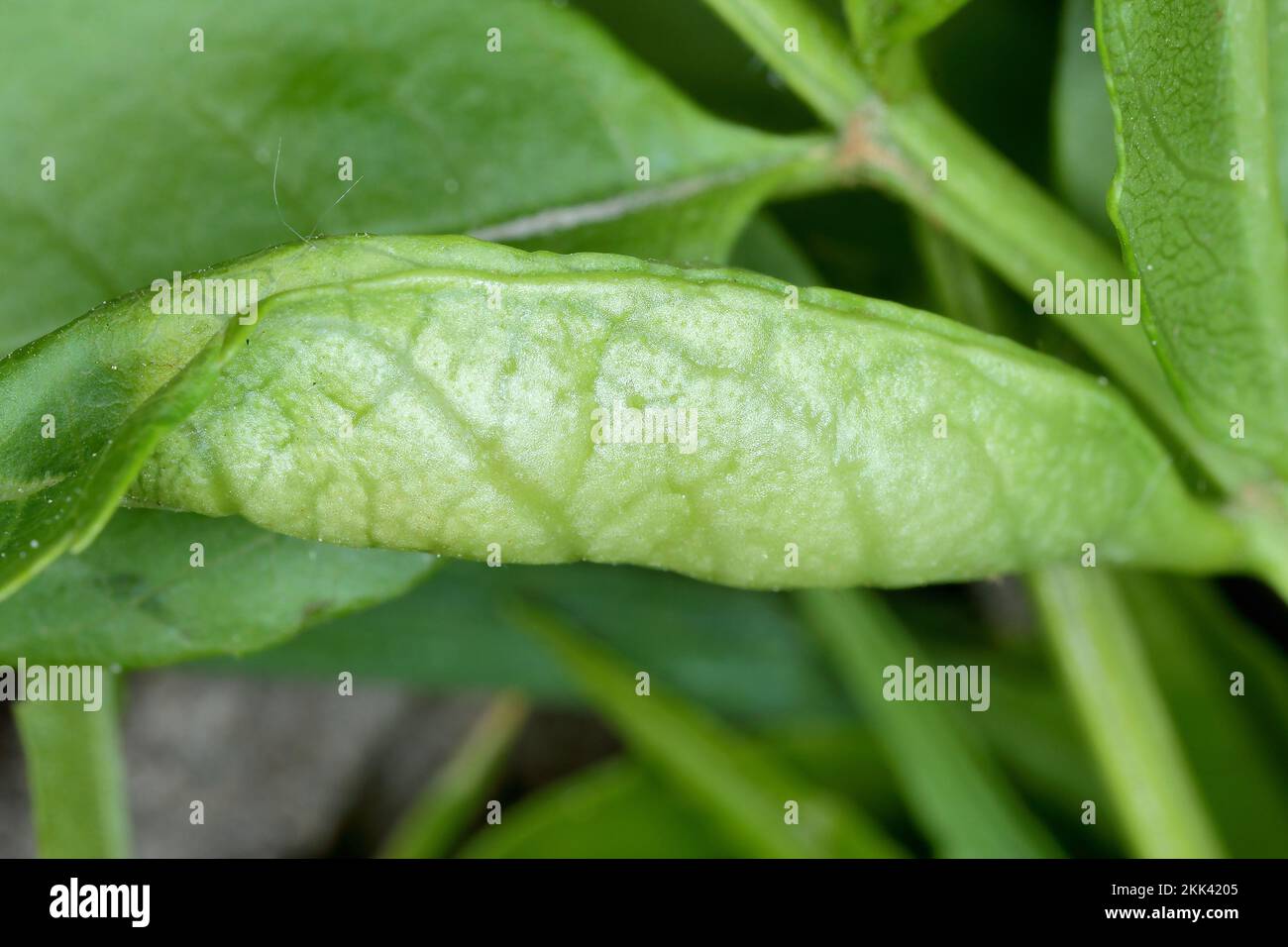 Dasineura fraxini gall fly maggot, larvae in ash, Fraxinus leaf Stock ...