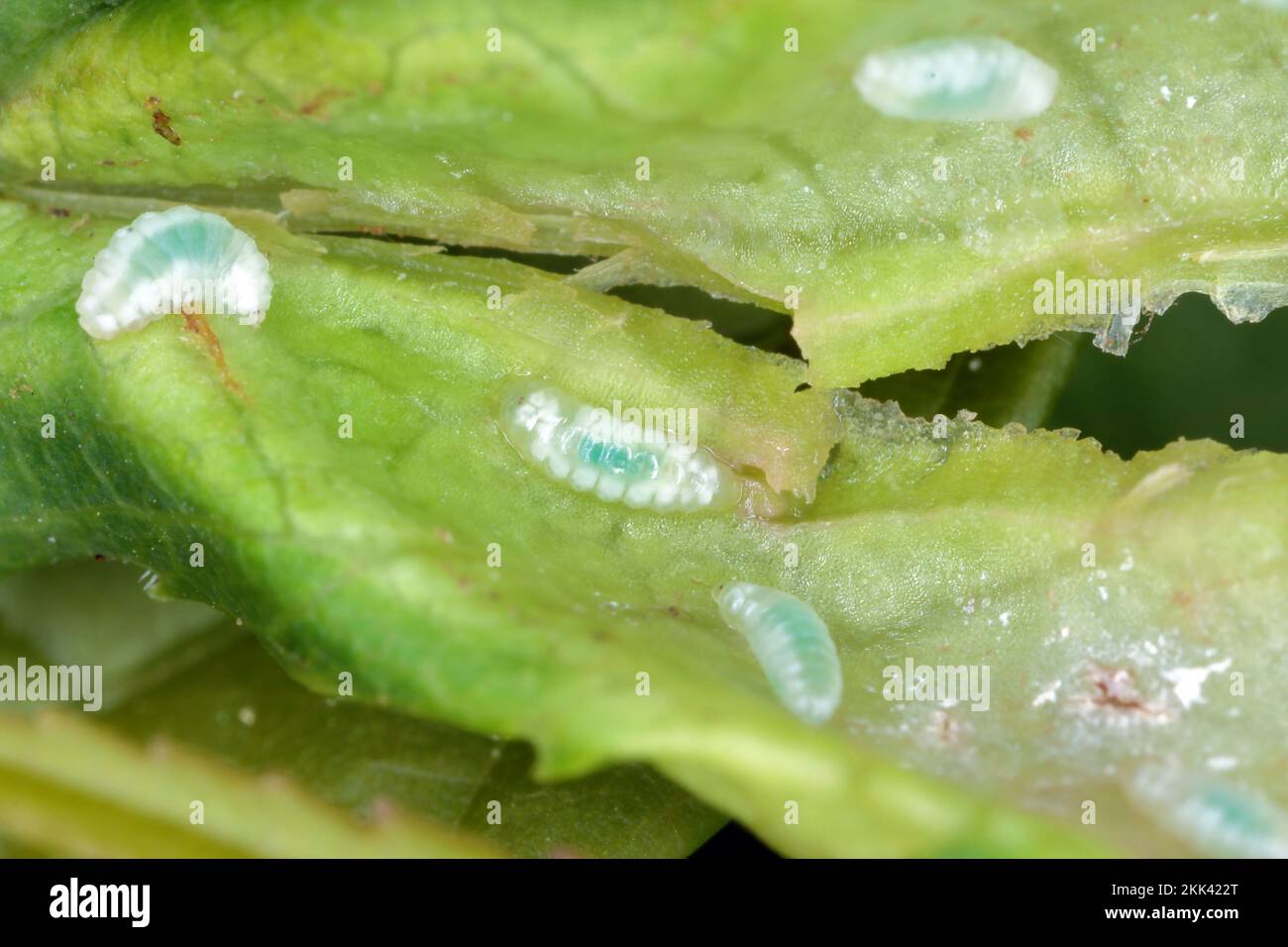 Dasineura fraxini gall fly maggot, larvae in ash, Fraxinus leaf Stock ...