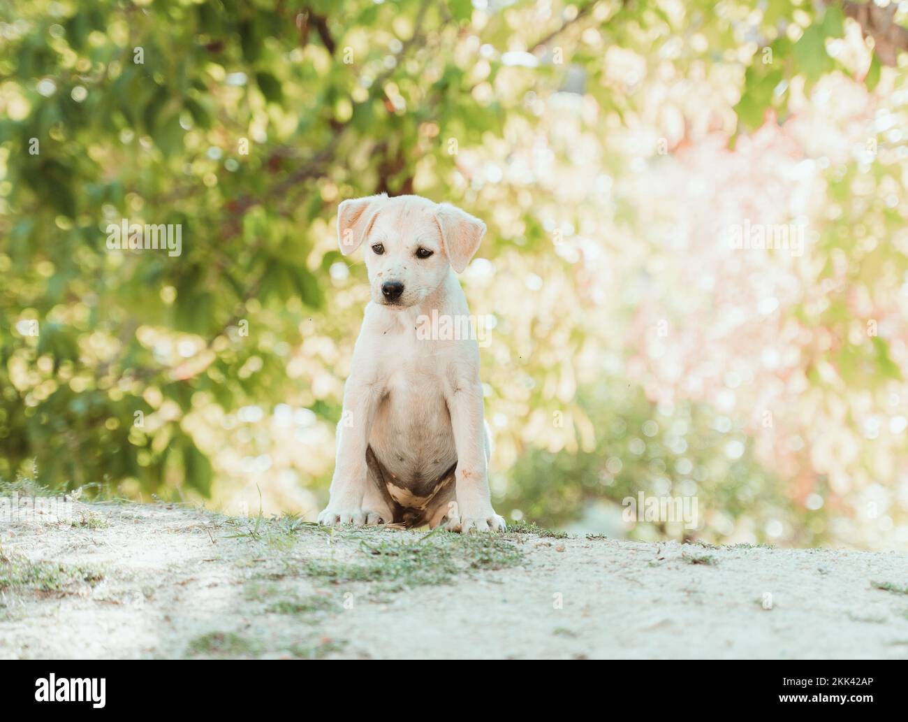 Golden Retriever Labrador Puppy eating trash litter by human sad Stock ...