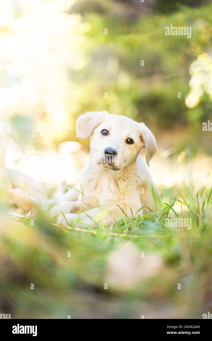 Golden Retriever Labrador Puppy eating trash litter by human sad Stock ...