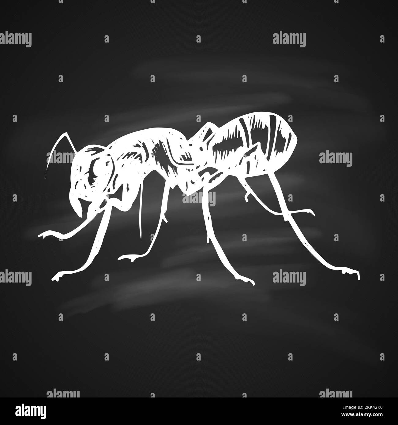 Ant colony side view Stock Vector Images - Alamy