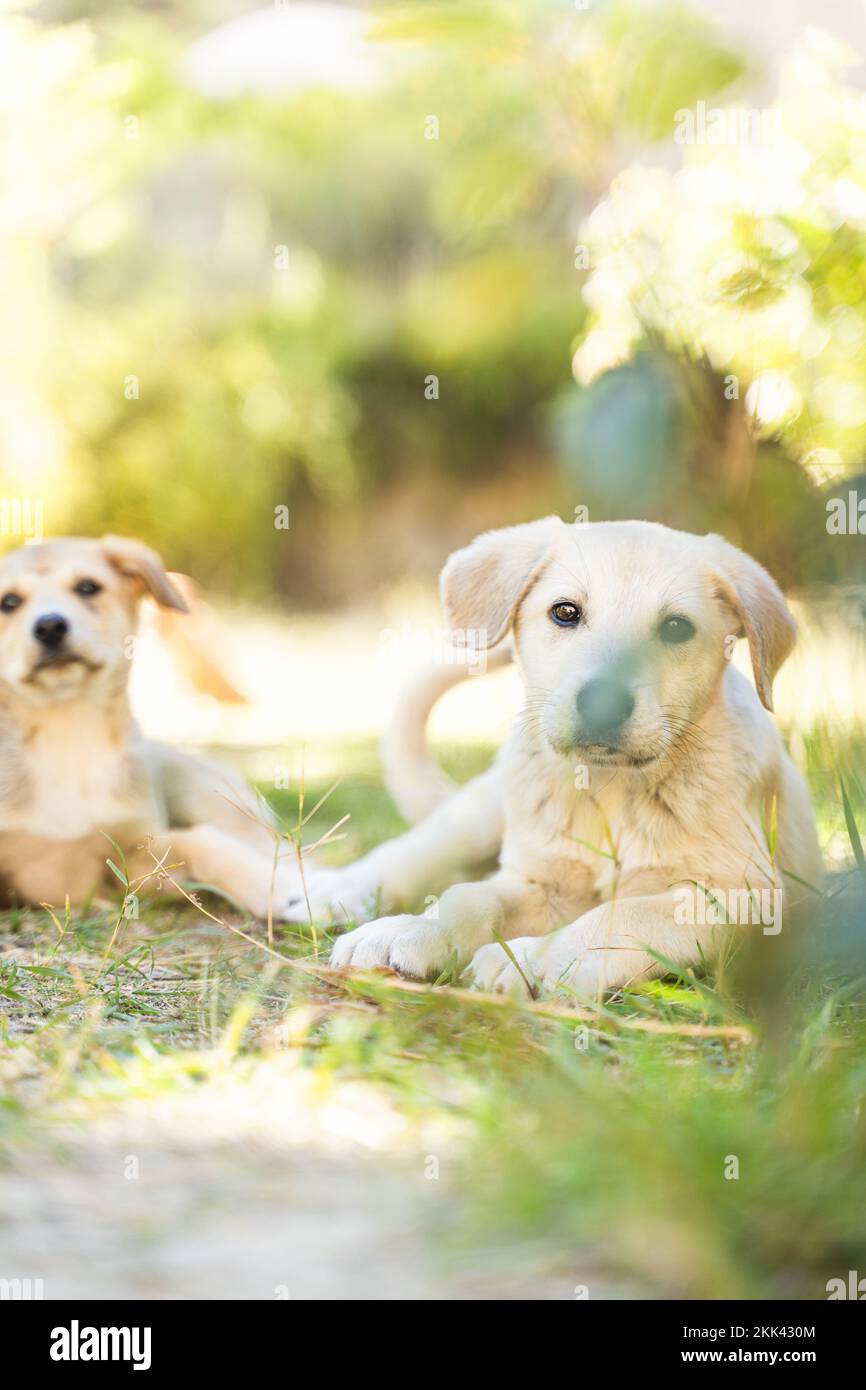 Golden Retriever Labrador Puppy in Golden Light with a dreamy ...
