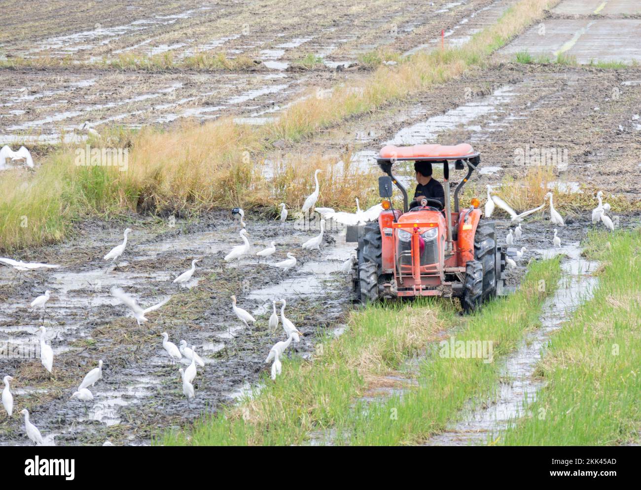 Resources insects hi-res stock photography and images - Alamy