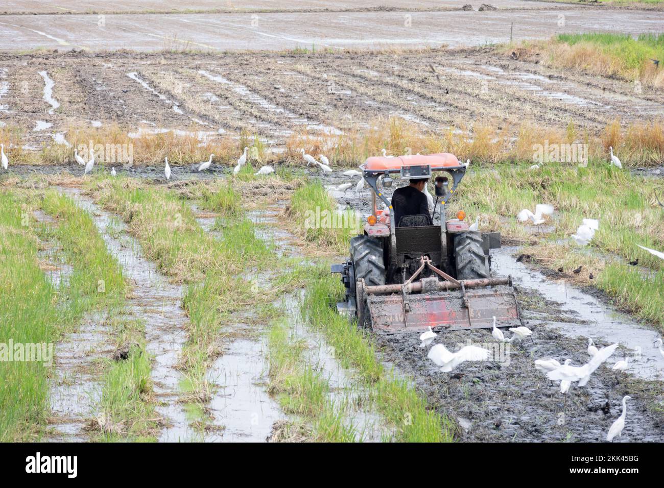 Farmers are using tractors in rice fields and birds fly down to eat ...