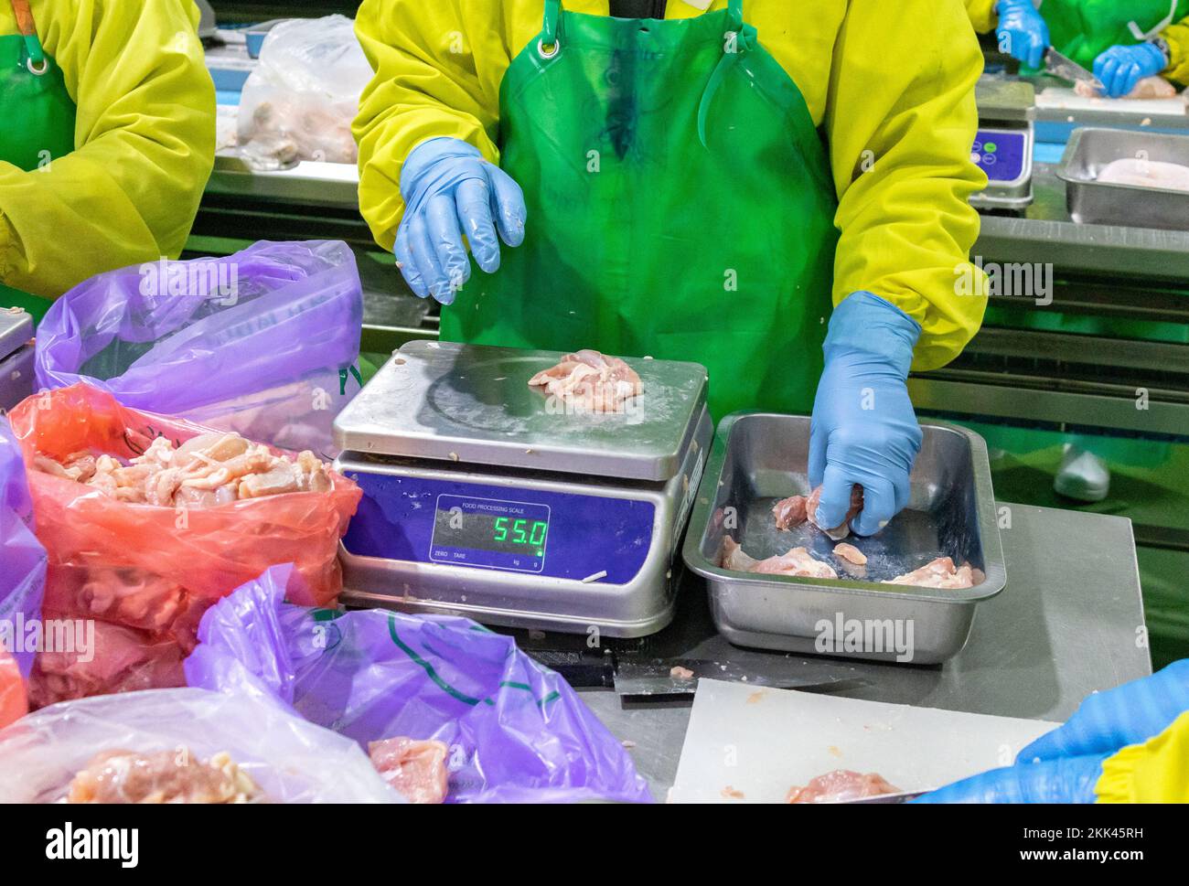 Worker weighing scale for sort size in poultry factory Stock Photo - Alamy