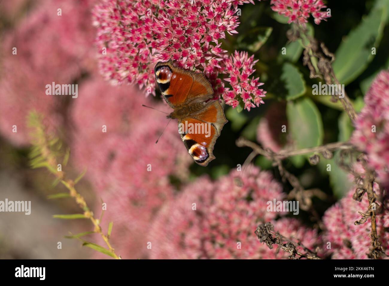 A peacock butterfly is eating on a pink Sedum flower - Hare cabbage. A ...