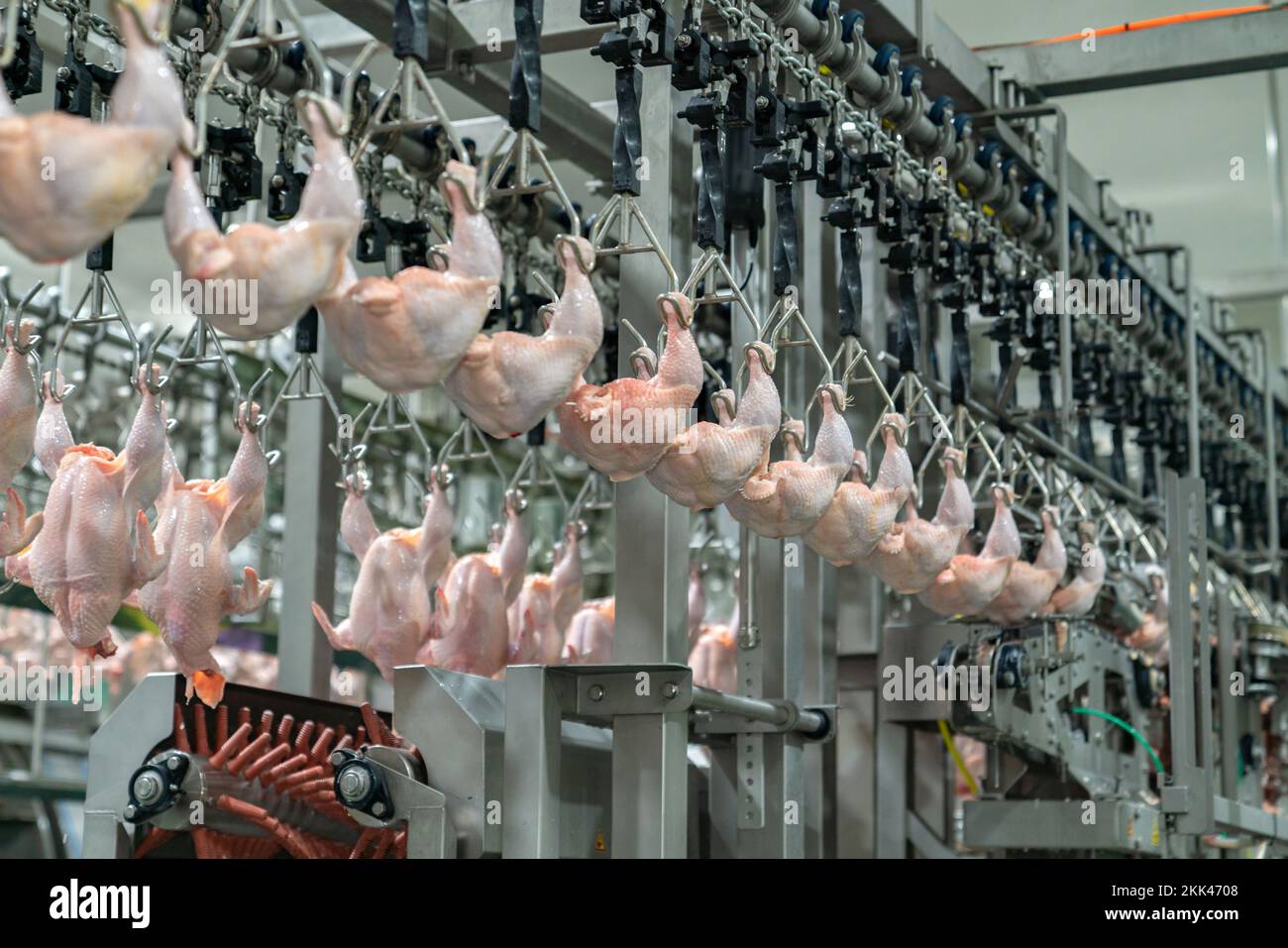 Chicken meat on production line ater cut a half hang on chain conveyor ...