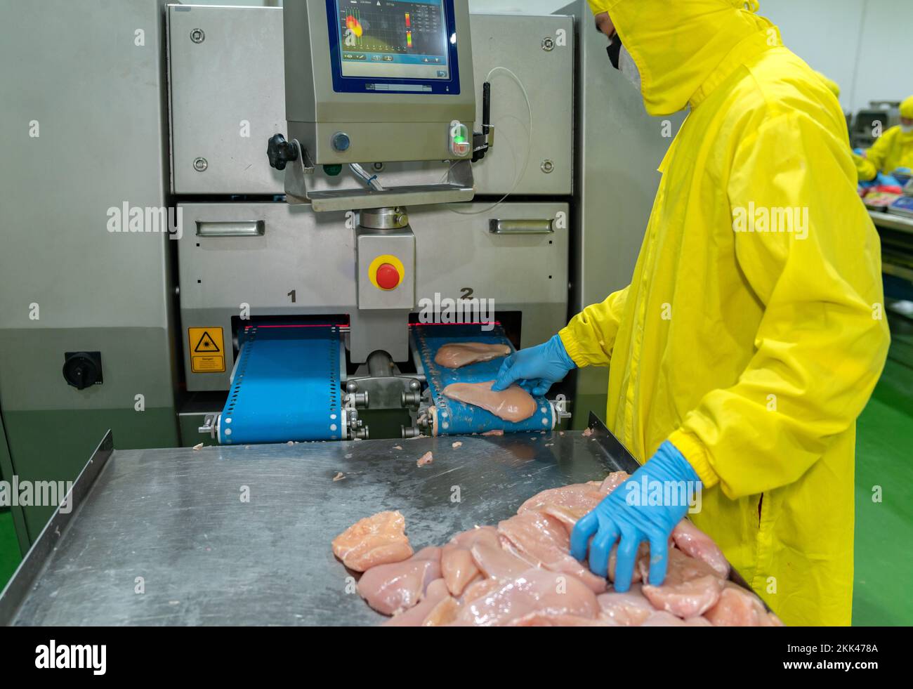 Worker load chicken tenderloin on conveyor belt to auto cutting machine ...