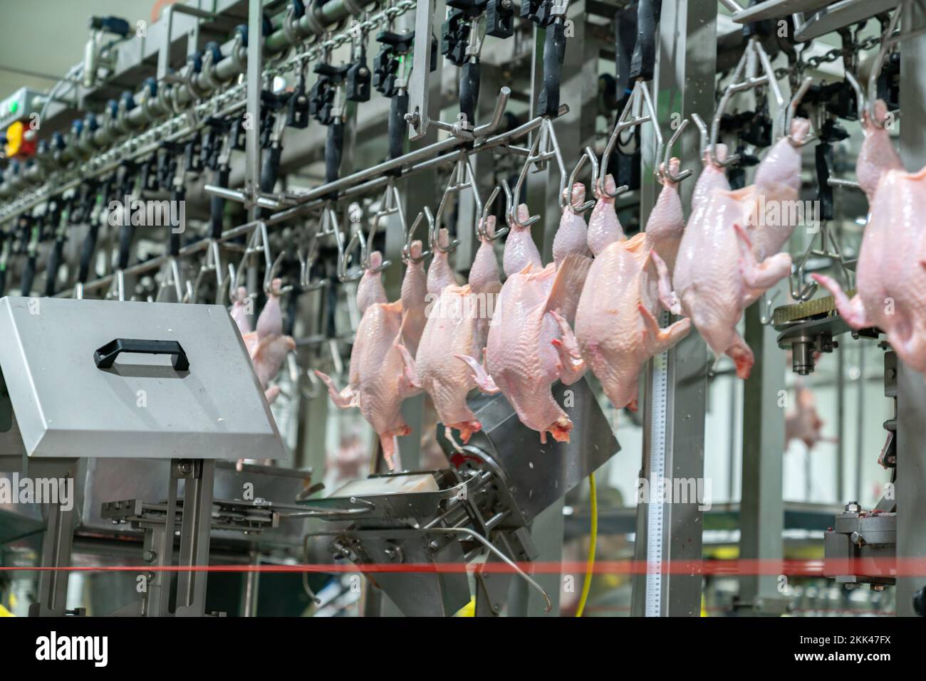 Chicken hang on chain conveyor in Automated meat preparation industry ...
