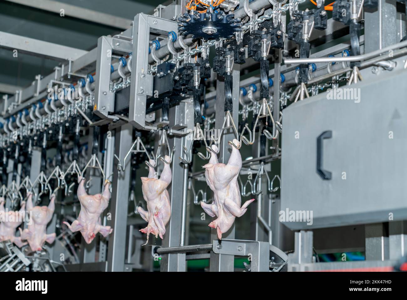 Chicken hang on chain conveyor in modern poultry factory. Automate ...