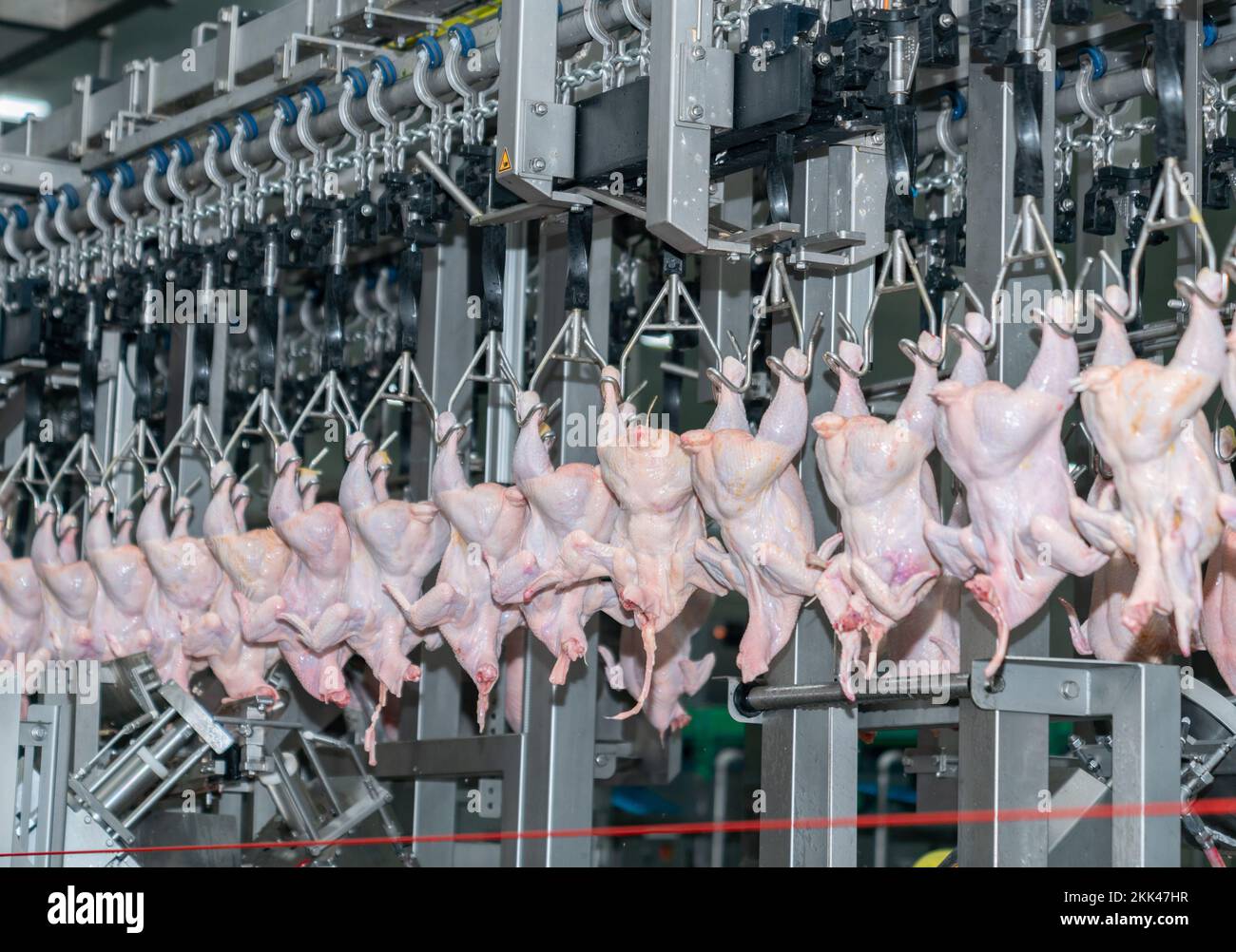 The chicken on the conveyor chain after remove feather in chicken parts ...