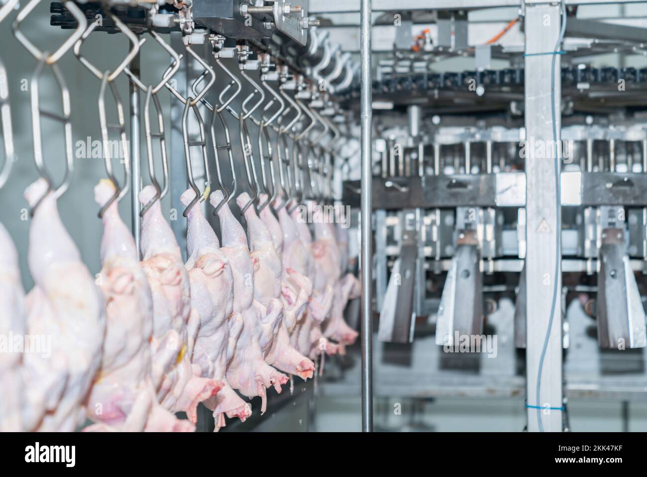 Chicken hang on conveyor chain turn to line process in modern poultry ...