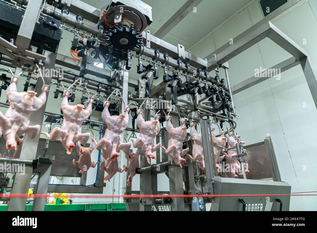 Raw chicken whole hang on chain conveyor in automate meat process line ...