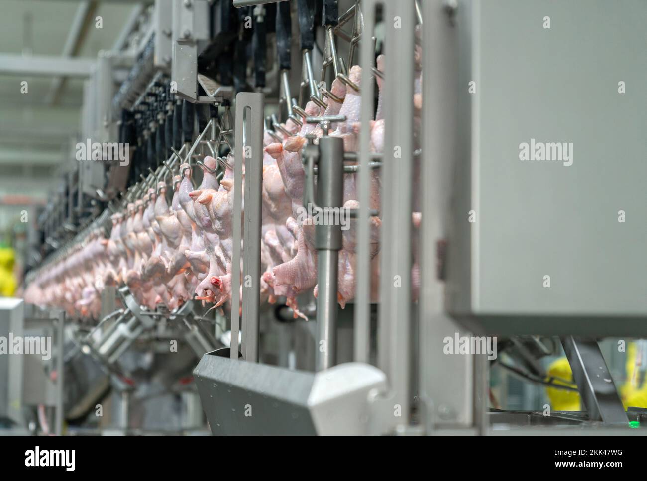 Chicken whole hang on chain conveyor prepare to automate cutting meat ...