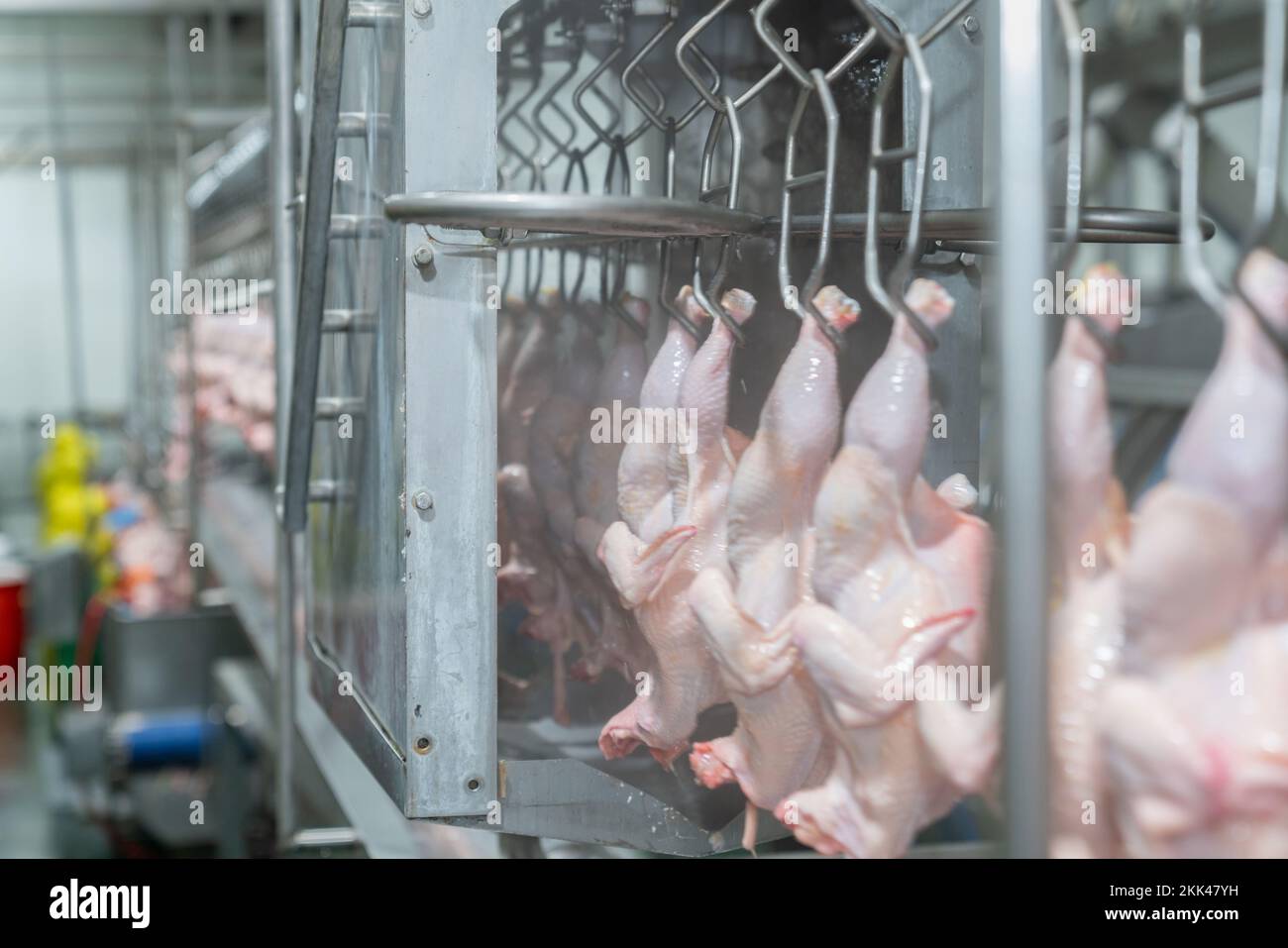 Poultry processing plant fresh chicken hi-res stock photography and ...