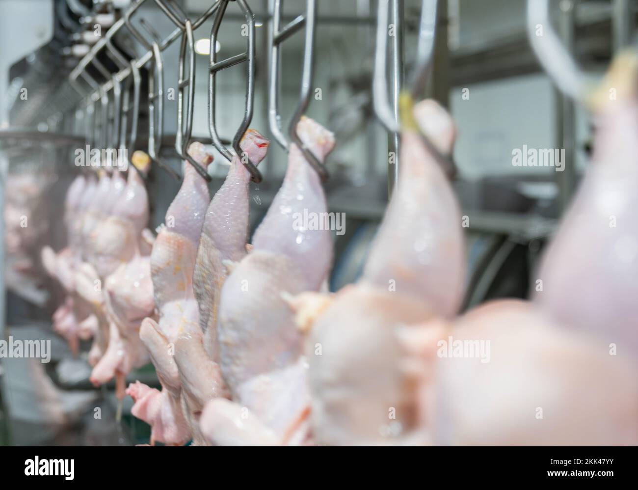 Close up chicken hang on conveyor chain in modern poultry factory Stock ...