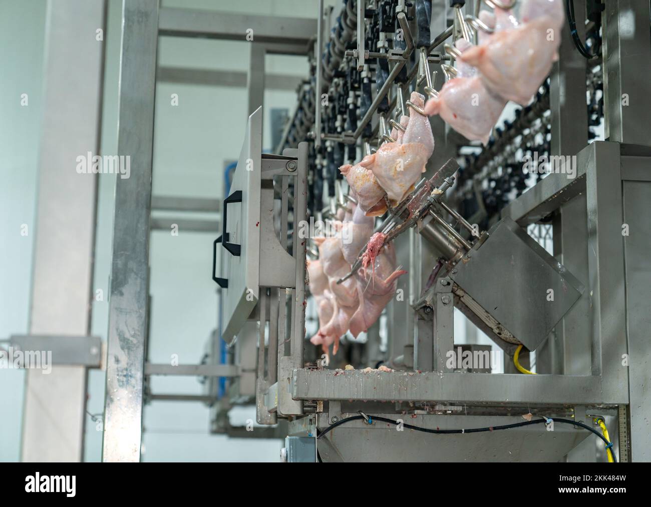 Chicken hang on chain conveyor cutting a half by circle blade machine ...