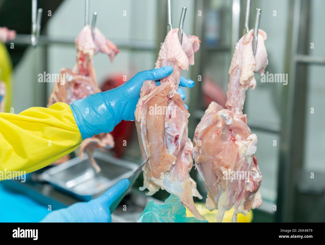 Hand hold knife cutting raw chicken on conveyor chain in modern poultry ...