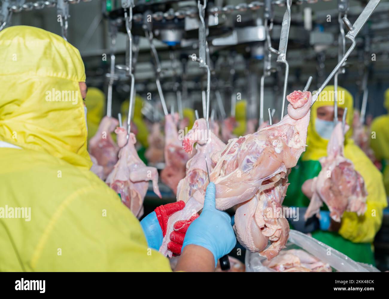 Poultry farming brazil hi-res stock photography and images - Alamy