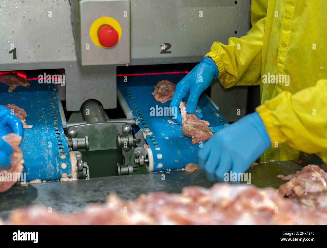 Worker paste chicken meat on conveyor to auto cutting size machine in ...