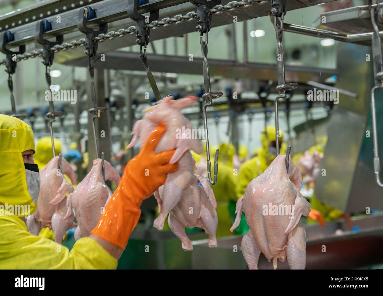 Raw chicken hanging on hook hi-res stock photography and images - Alamy