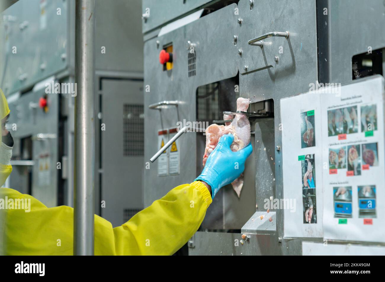 Hand hold chicken leg loading on auto remove bone machine and compare ...